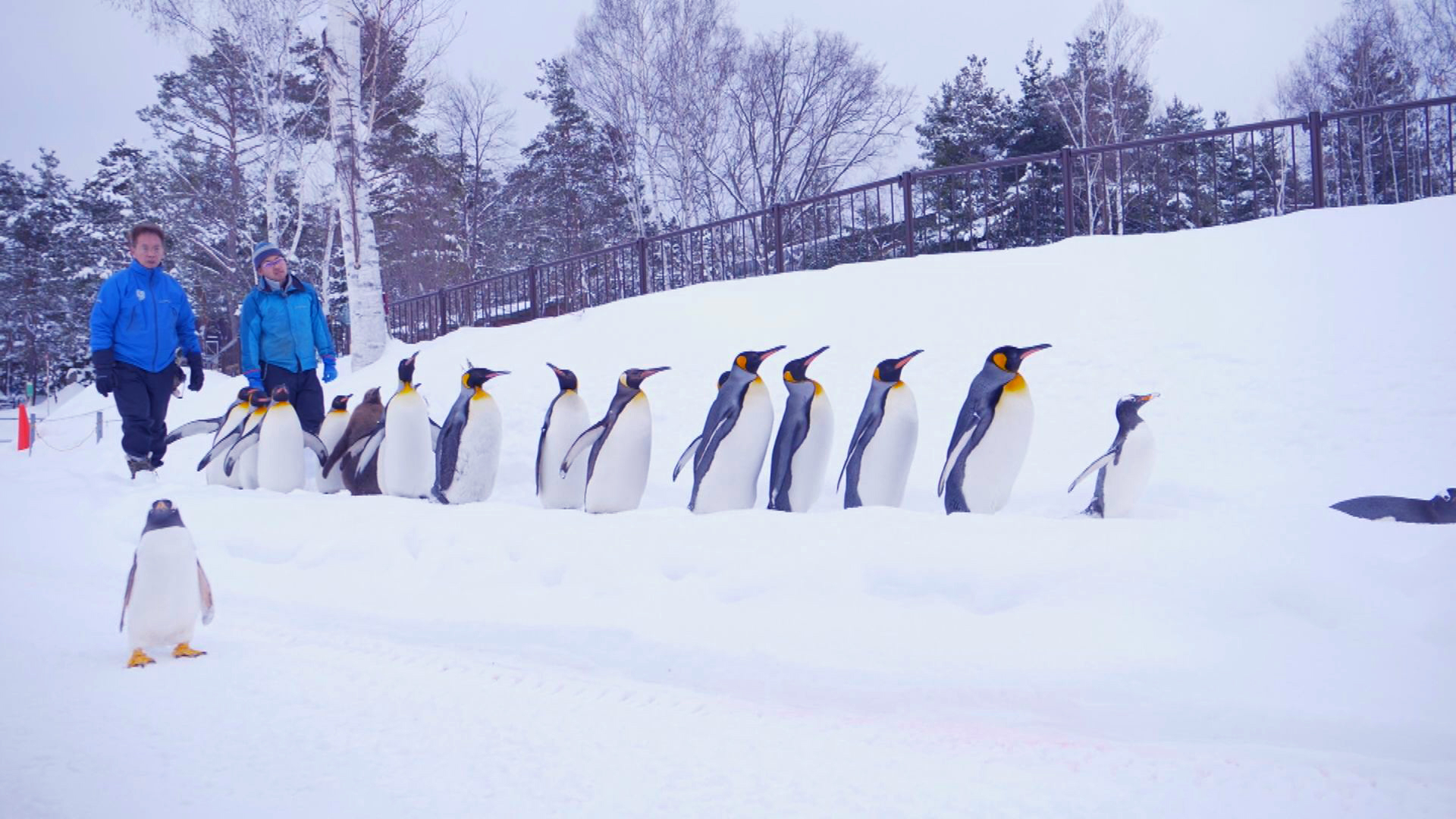 旭山ドウブツ ペンギン|おすすめ番組/おすすめ動画｜satonoka