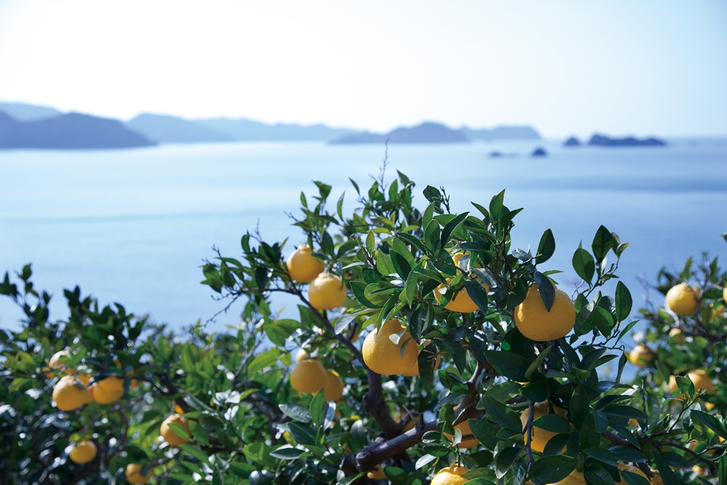 郷土菜発見 三宝柑|おすすめ番組/おすすめ動画｜satonoka