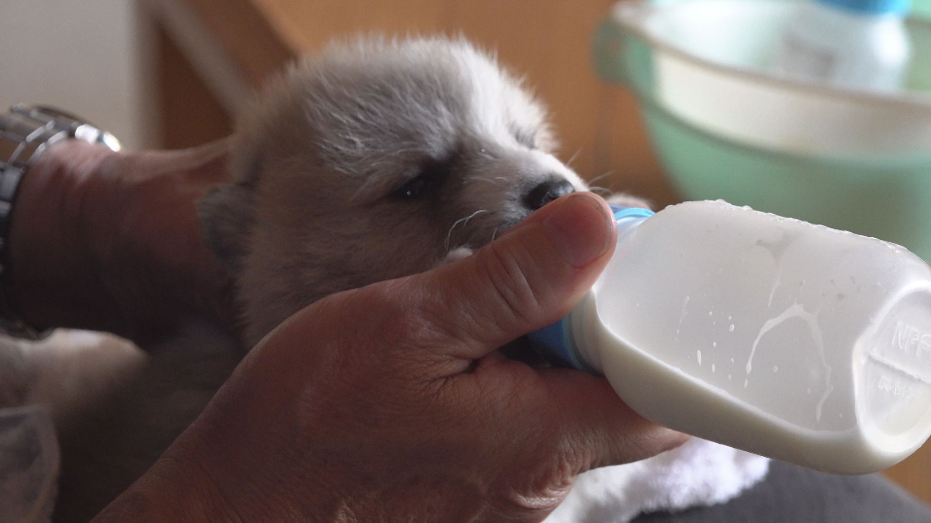 あきた犬だらけ #3|おすすめ番組/おすすめ動画｜satonoka