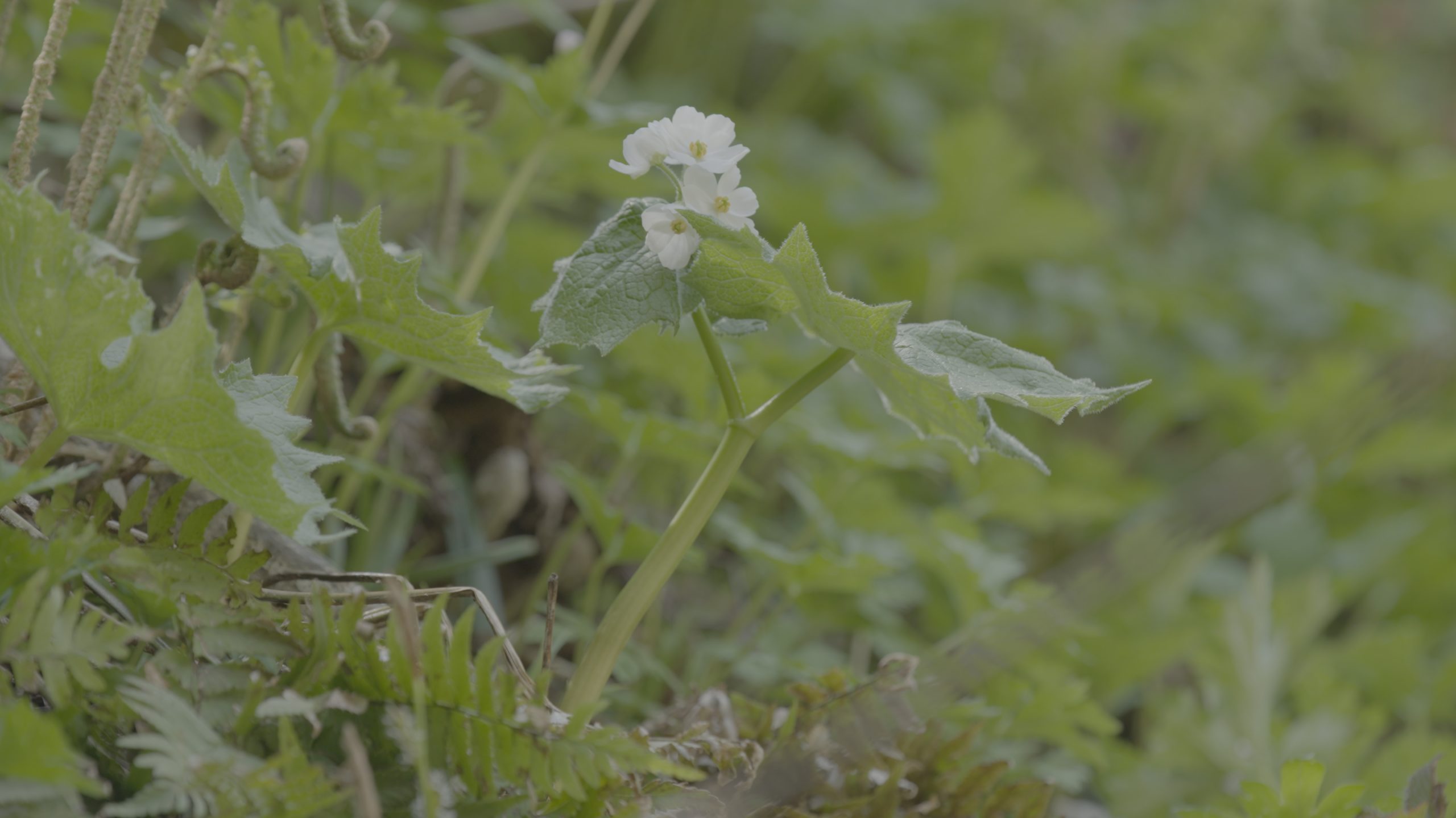 新プライド～富山の仕事人～ 山の植物屋さん 大場みゆき|おすすめ番組/おすすめ動画｜satonoka